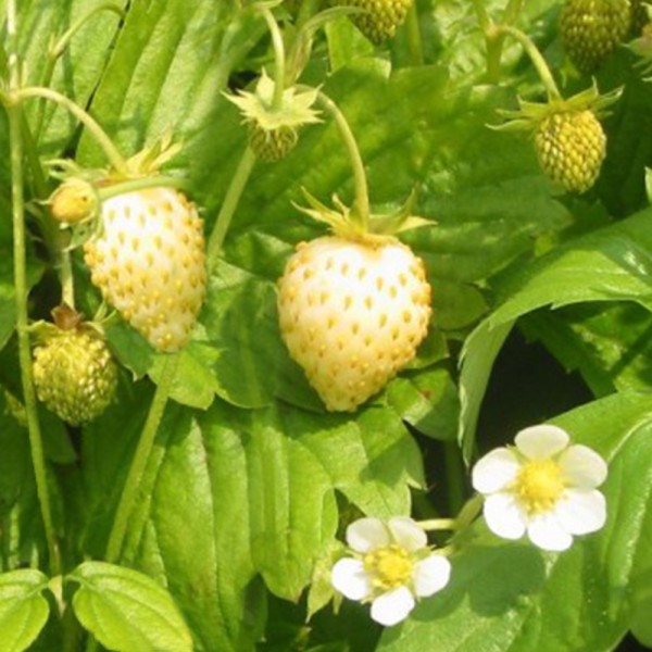 Fragaria vesca Yellow Wonder - Schneider BV - Schneider, Young plant ...