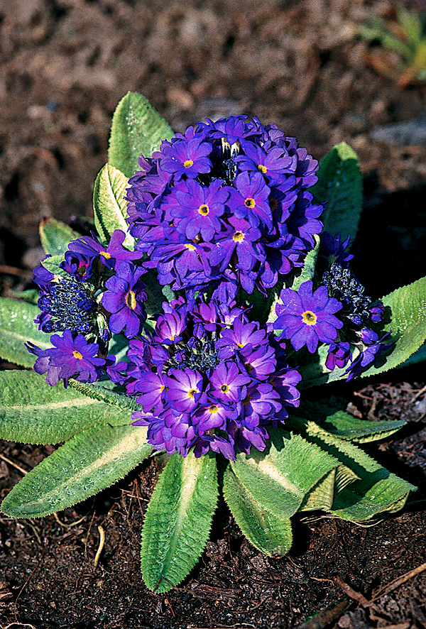 Primula Blue Selection - Schneider BV - Schneider, Young plant and Seed ...
