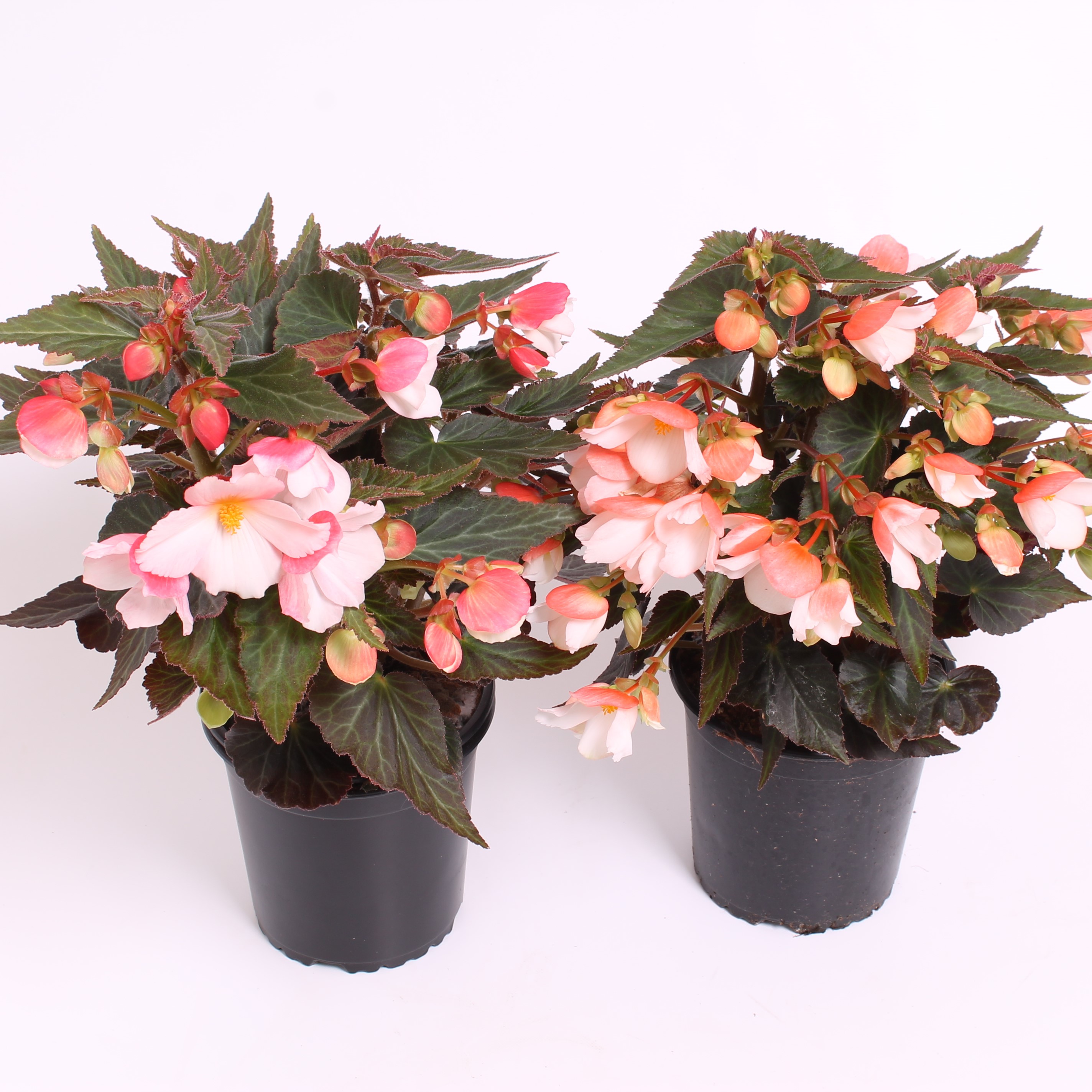 Begonia hybrida Candy Bicolor - Schneider BV - Schneider, Young plant ...