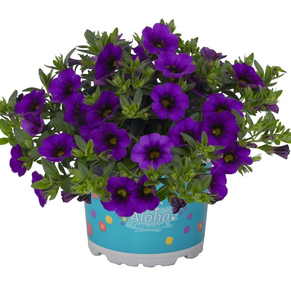 Calibrachoa Blue - Schneider BV - Schneider, Young plant and Seed ...