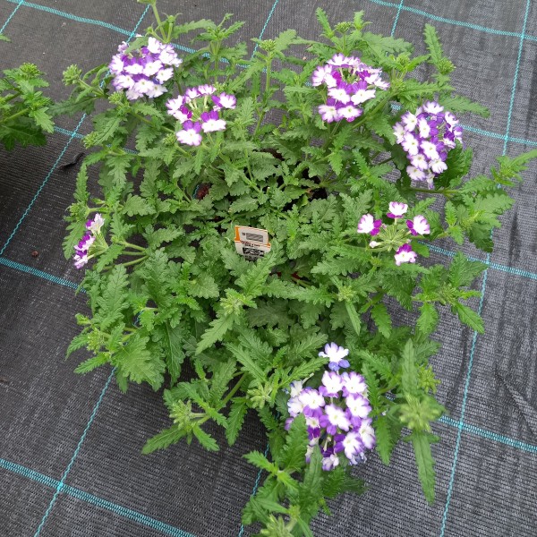 VERBENA Blue - Schneider BV - Schneider, Young plant and Seed ...