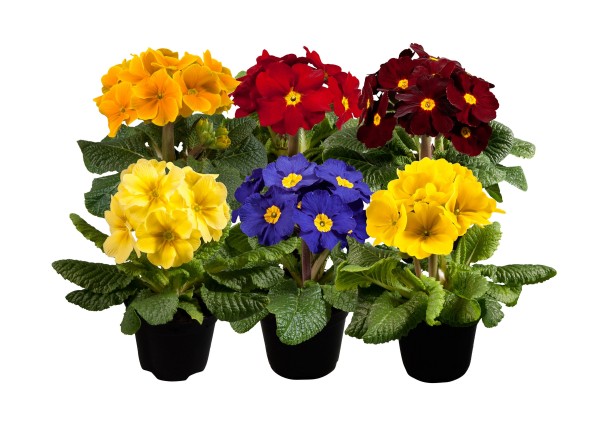 Primula elatior Mix - Schneider BV - Schneider, Young plant and Seed ...