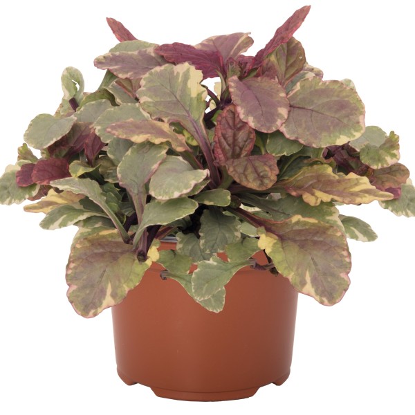 Ajuga rep. Golden Glow - Schneider BV - Schneider, Young plant and Seed ...