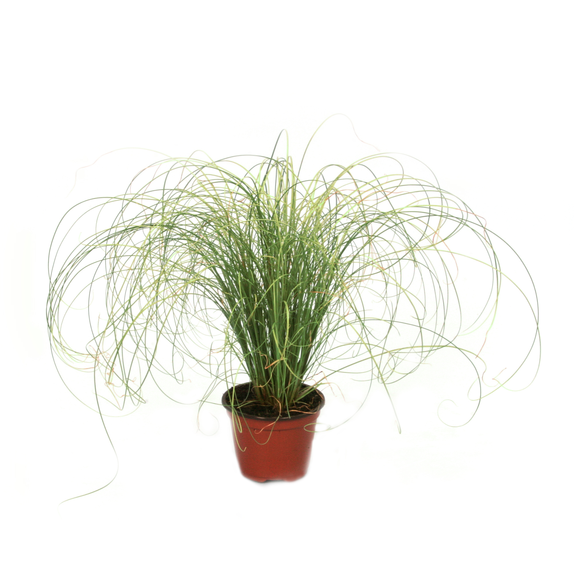 Carex Amazon Mist