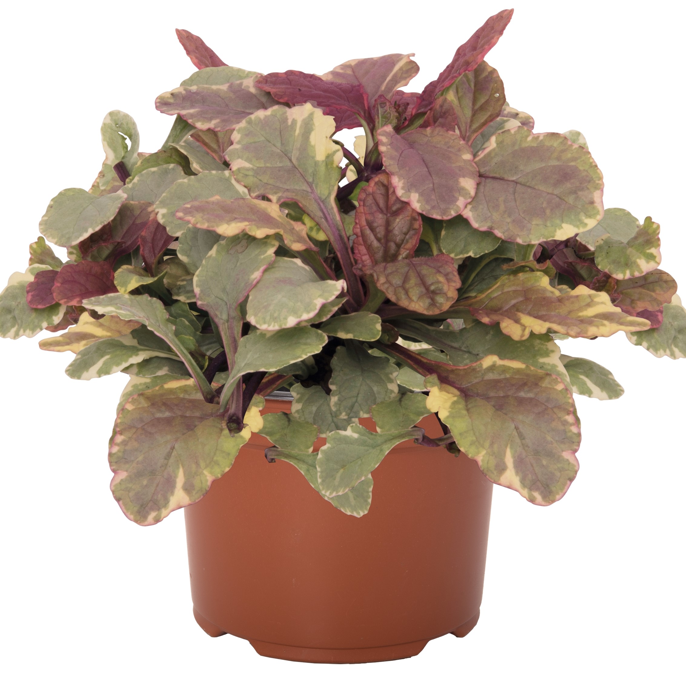 Ajuga Golden Glow - Schneider BV - Schneider, Young plant and Seed ...