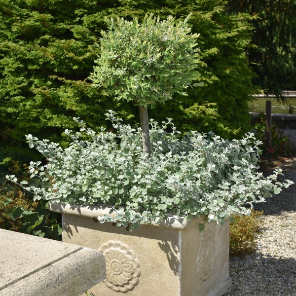 Helichrysum lanatum Silver Compact - Schneider BV - Schneider, Young ...